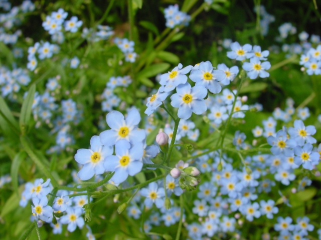 Meelespea rahvaravis - Manaratas