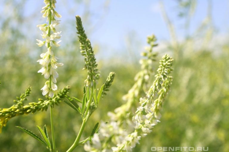 Valge mesikas rahvaravis - Manaratas