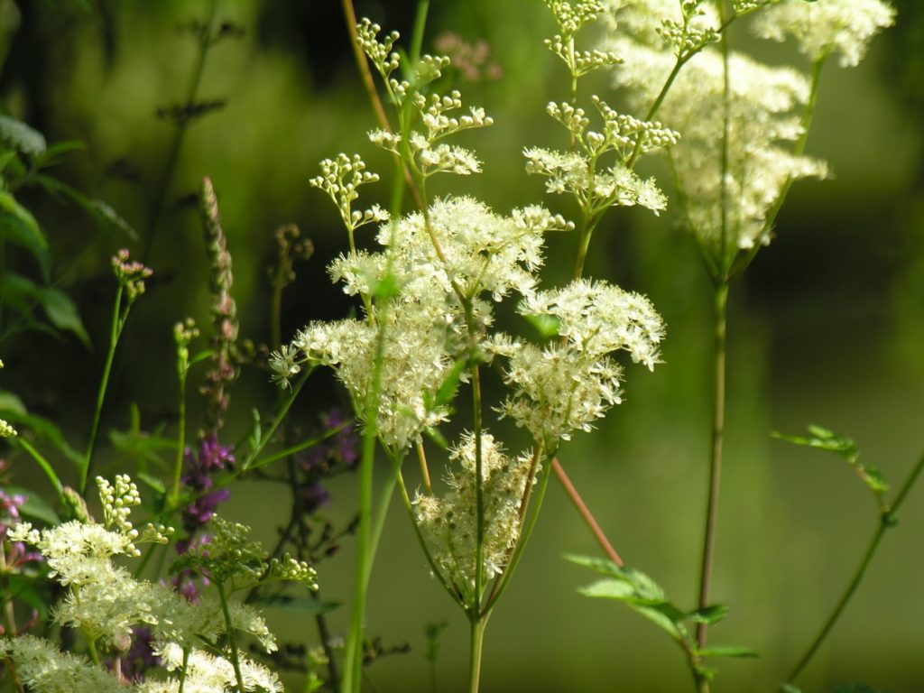 Angervaksa õied, ürt ja juured. 20 rahvaravi retsepti - Manaratas