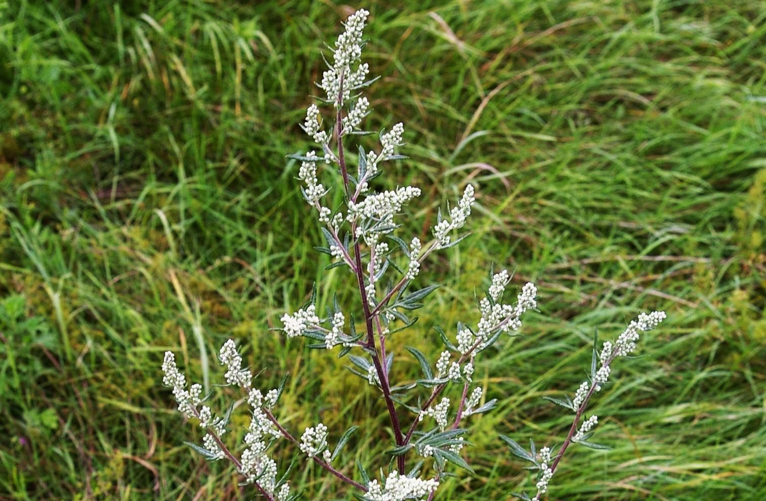Põhjala šamanismi taimed. Harilik puju - Manaratas
