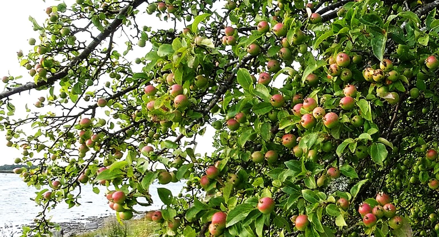 Põhjala šamanismi taimed. Mets-õunapuu - Manaratas